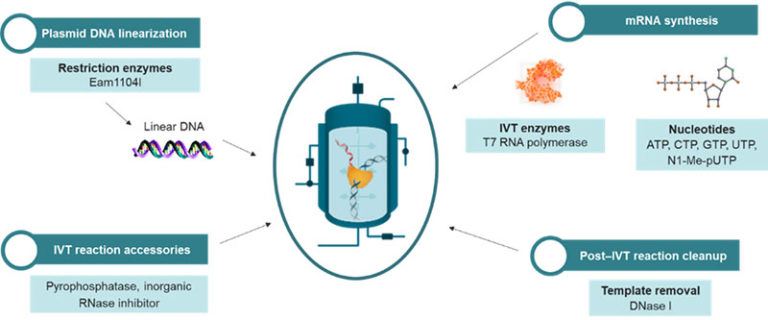 mRNA Vaccine Manufacturing: 5 Challenges & Solutions | PPD